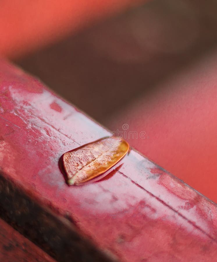 Life of leaf stock photo. Image of monotonous, leaf, life - 95217522