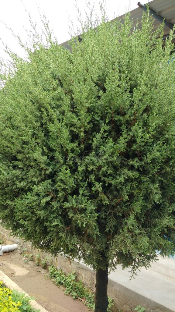 Life is like a tree stock photo. Image of life, natural - 173446918