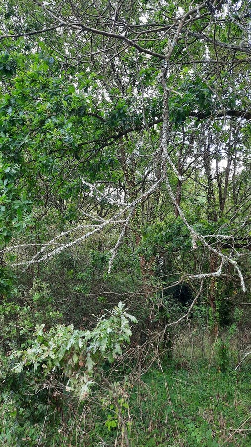Life Like a Tree Full of Forked Branches Go Every Where Stock Photo ...