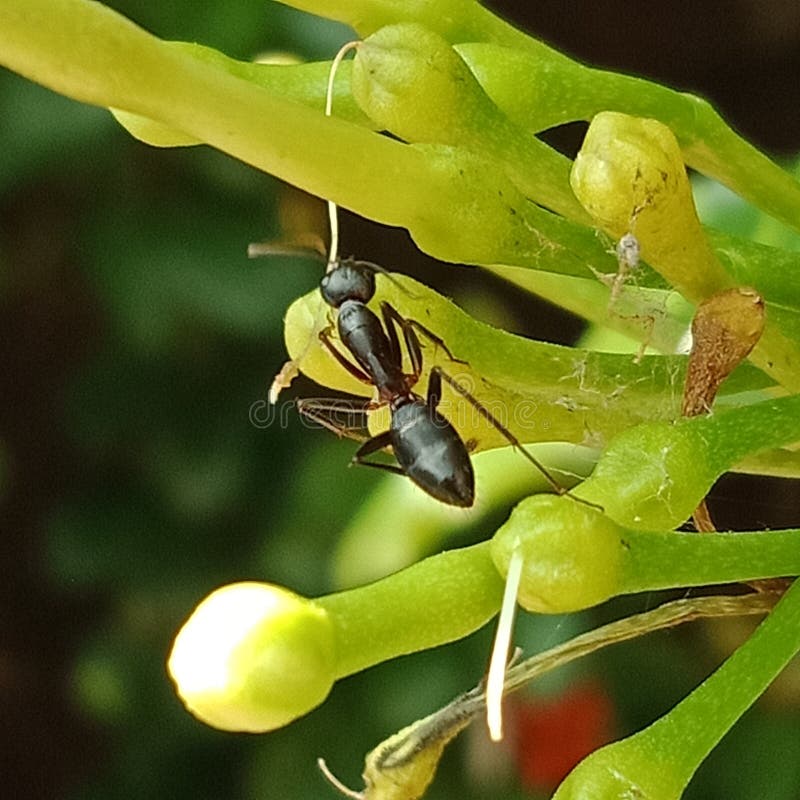 Life of Little inset stock image. Image of life, little - 161067807