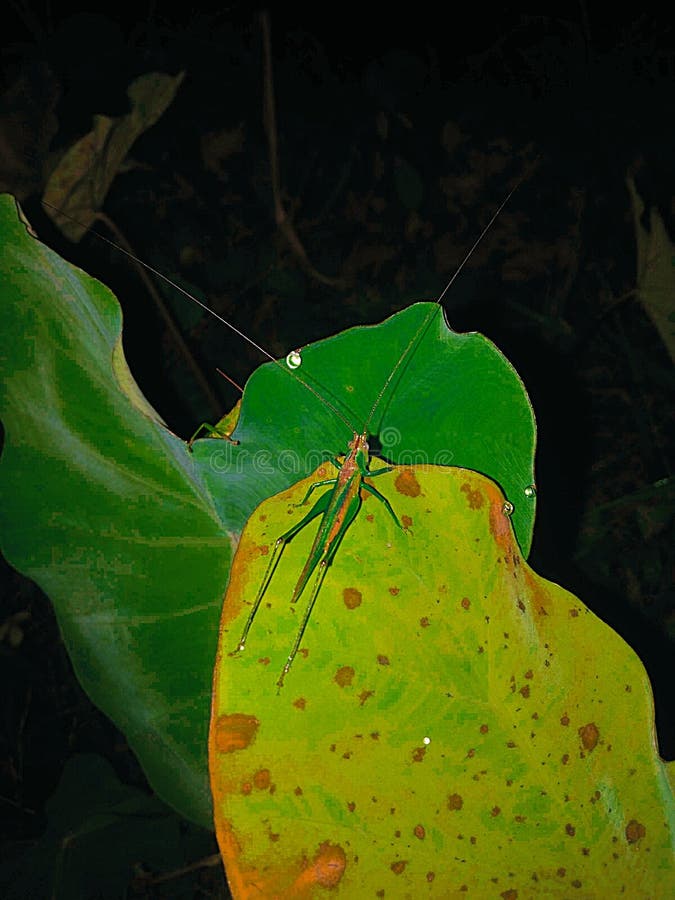 The Life of a Locust that is in a Phase Will Become Extinct Stock Image ...