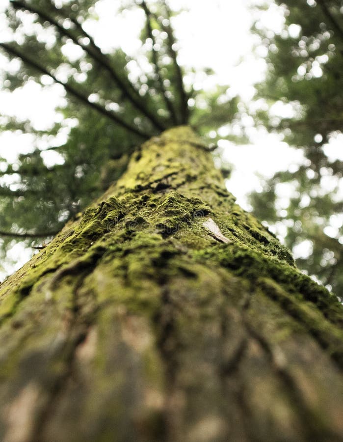 Life and long stock photo. Image of wild, trees, relax - 106882818