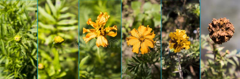 Life of a Marigold Flower from Start To End Stock Photo - Image of ...