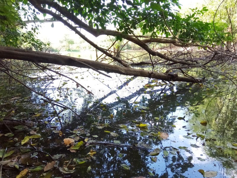 Life Natural Sabahan Village Happy Stock Photo - Image of happy ...
