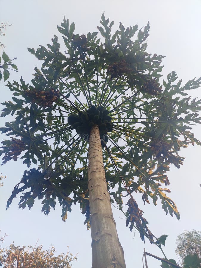 Tree of happiness stock image. Image of life, dressing - 13055547