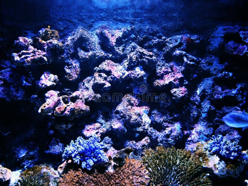 Life in the Ocean is so Diverse Stock Photo - Image of diverse, ocean ...