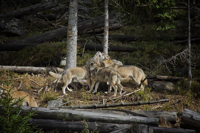 Life in the Pack of Wolves. Stock Photo - Image of autumn, branch ...