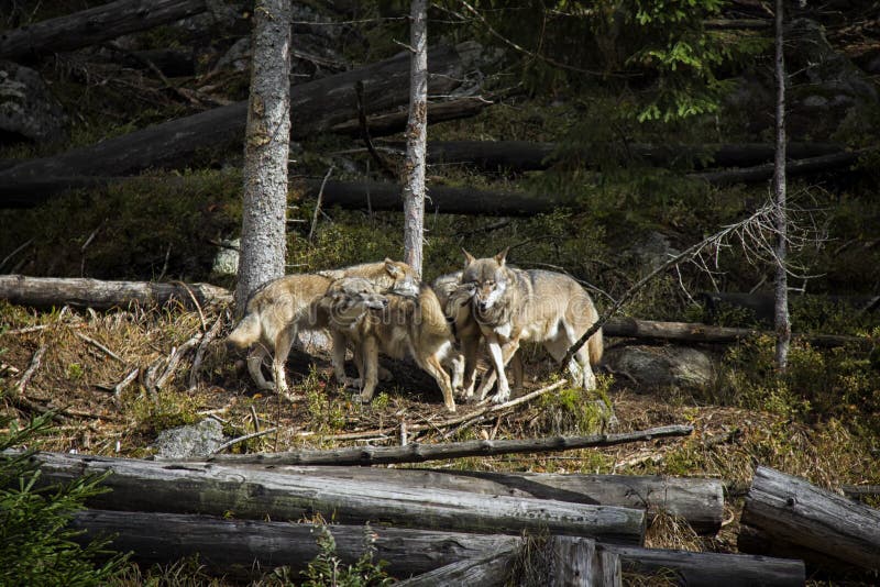 Life in the Pack of Wolves. Stock Image - Image of beast, animals ...
