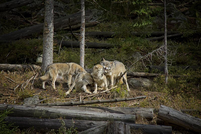 A Pack of wolves stock photo. Image of frost, wolf, canis - 65972488