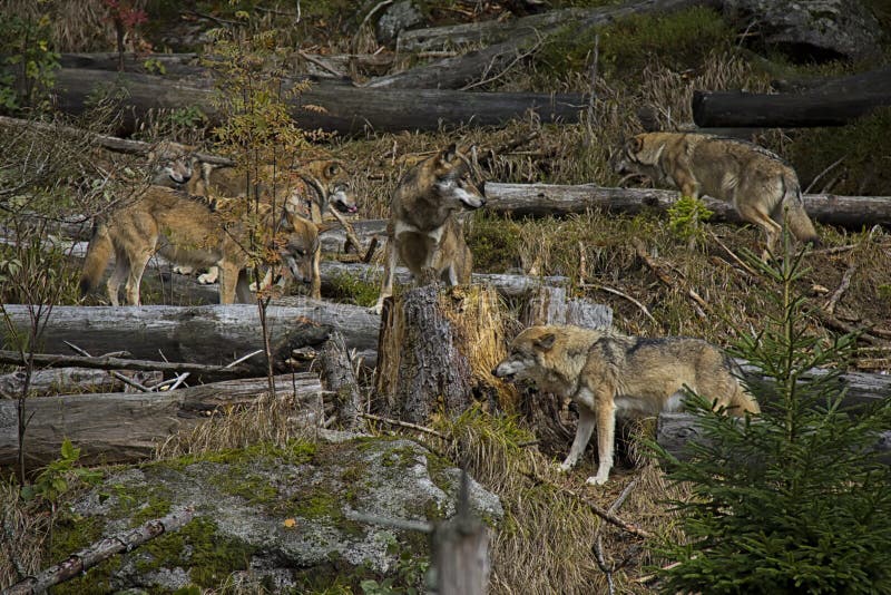 Life in the Pack of Wolves. Stock Photo - Image of grey, branches ...