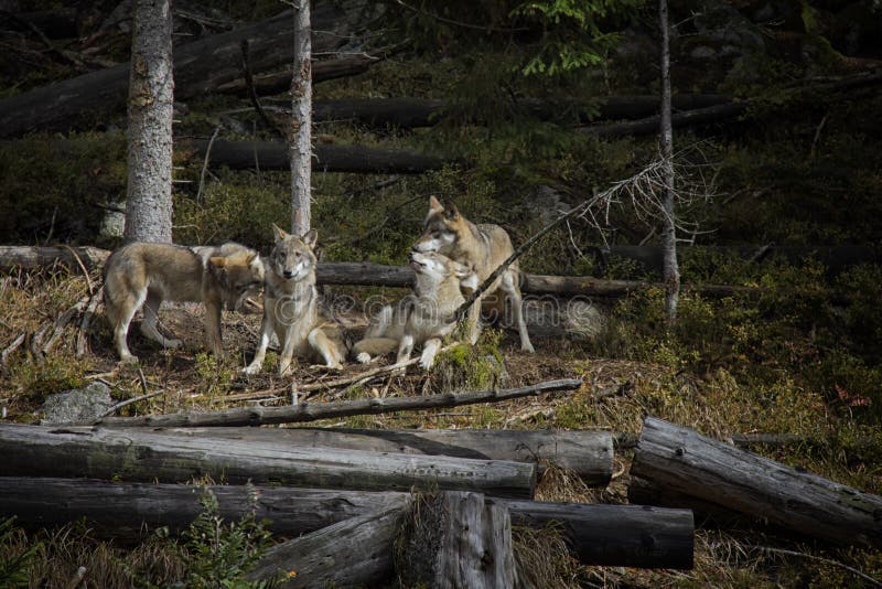 Life in the Pack of Wolves. Stock Image - Image of closeup, food: 108263227