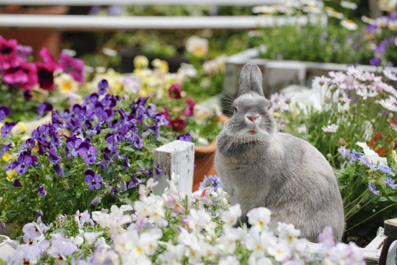 Life with pets stock image. Image of cute, female, knee - 33369763