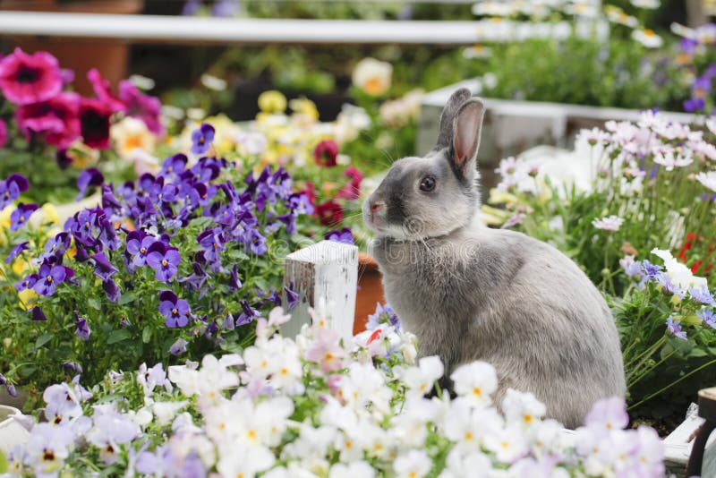 Life with pets stock image. Image of lawn, animal, flowers - 33369787