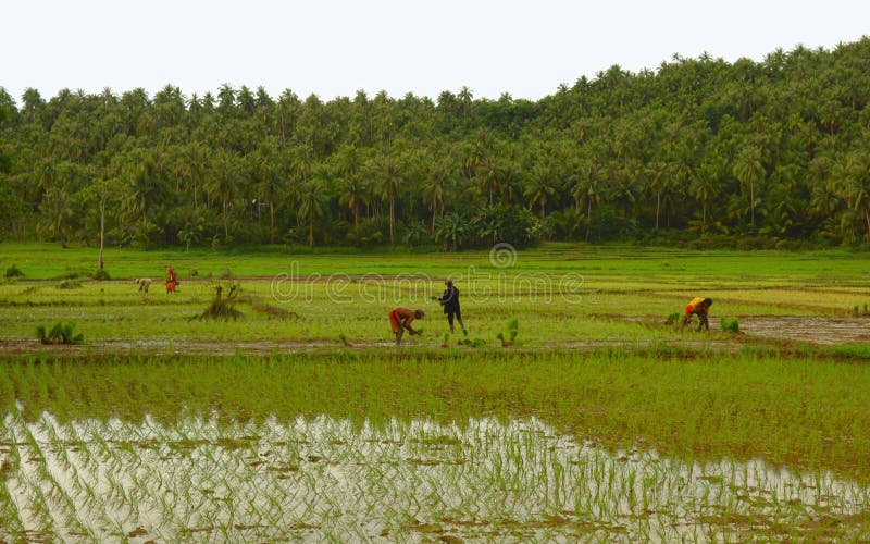 Rice field work editorial stock image. Image of forest - 102654064