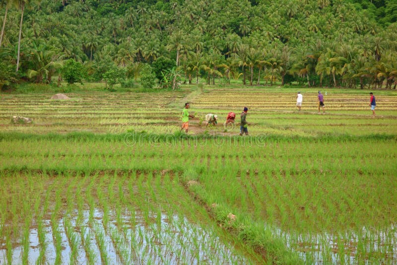 Rice field work editorial photography. Image of betting - 107243617