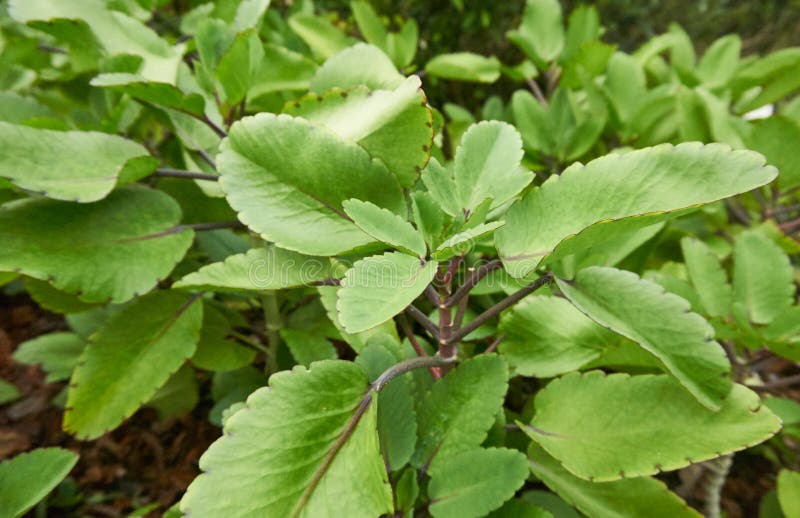 Life Plant or Miracle Leaf Bryophyllum Pinnatum. Stock Photo - Image of ... Life Plant or Miracle Leaf Bryophyllum Pinnatum. Stock Photo - Image of ...