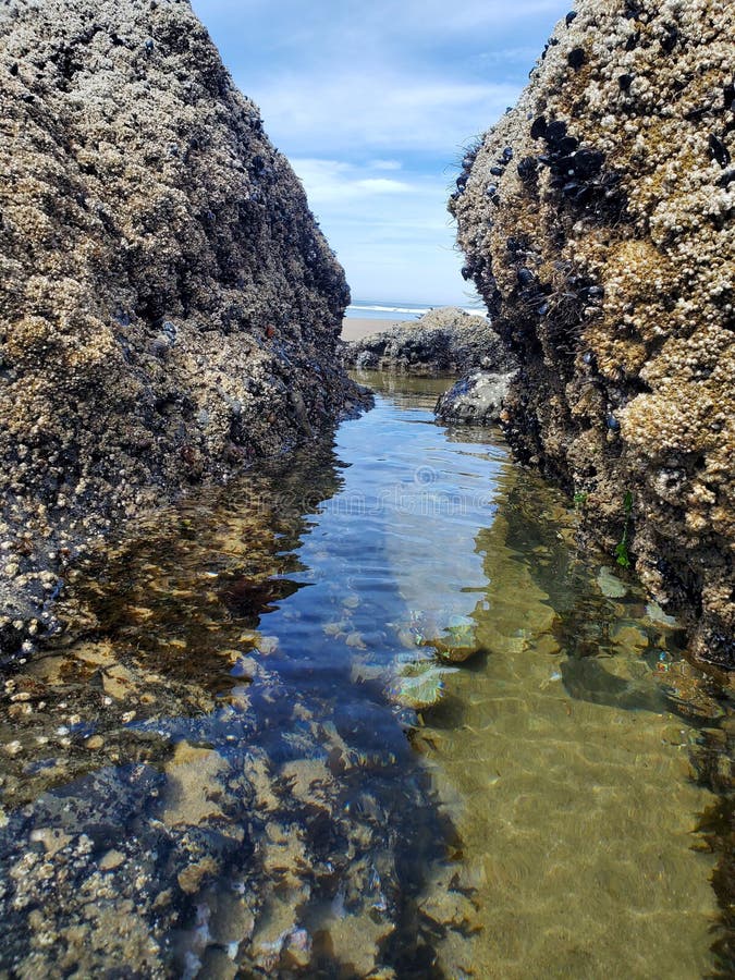 Life in a Pool at Low Tide. Stock Photo - Image of dissaper, life ...