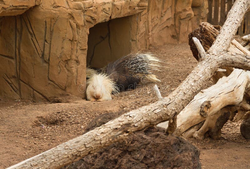 Two Porcupines Sleep Next To Each Other Stock Image - Image of sleep ...