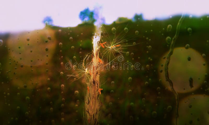 Life after rain stock photo. Image of green, light, yellow - 228155546