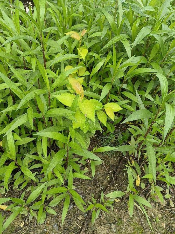 Life after Rain is Full of Vitality. Stock Image - Image of food, full ...