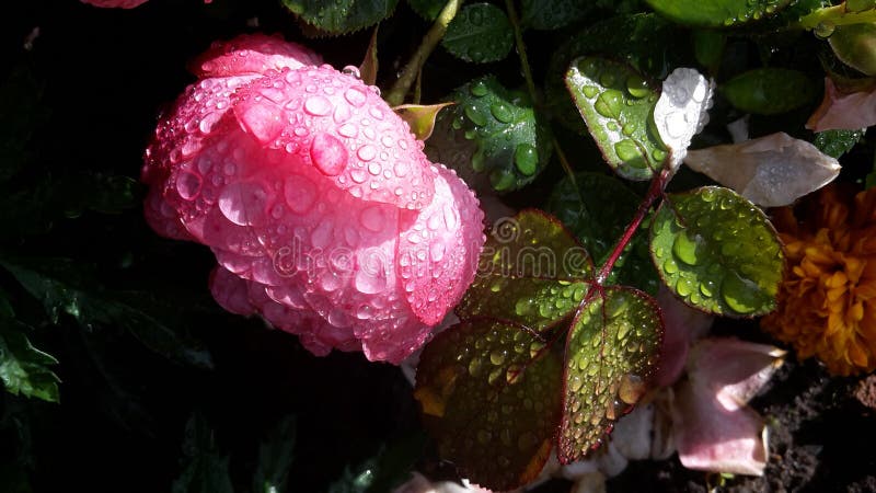 Life after Rain. Latvia. Saulkrasti Stock Image - Image of latvia, rain ...