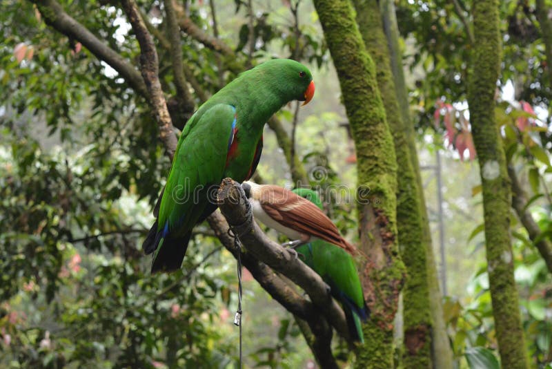 Bird Protected stock image. Image of animals, rare, protected - 124074435