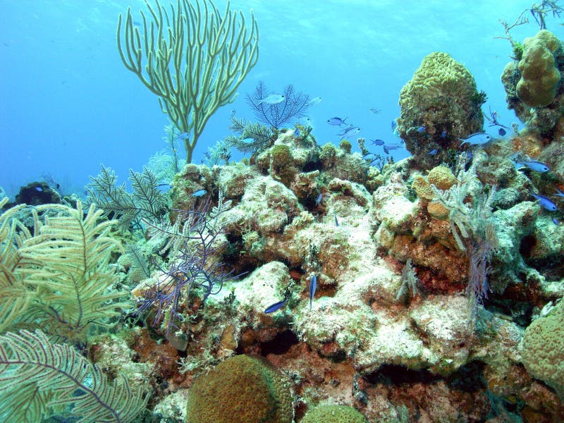 Life on the reef stock photo. Image of scubadive, salvador - 10243054