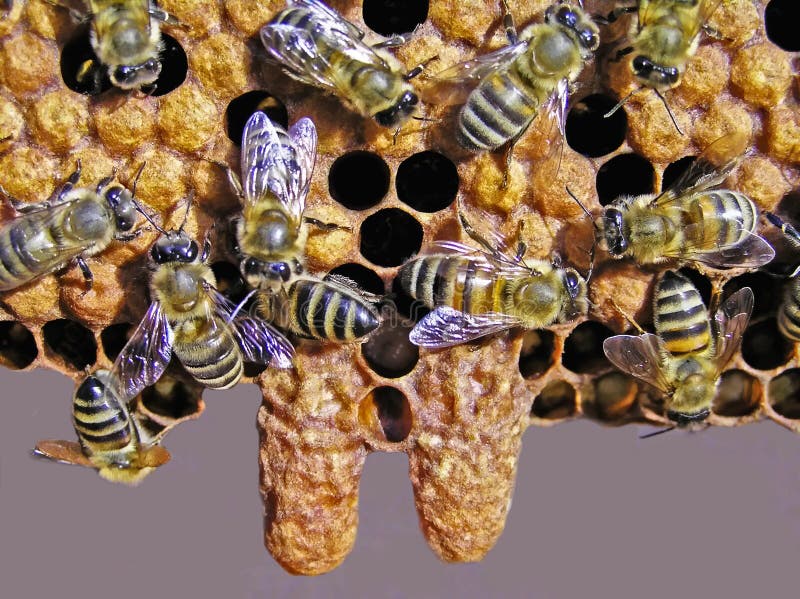 Life and Reproduction of Bees. Stock Photo - Image of entomology ...