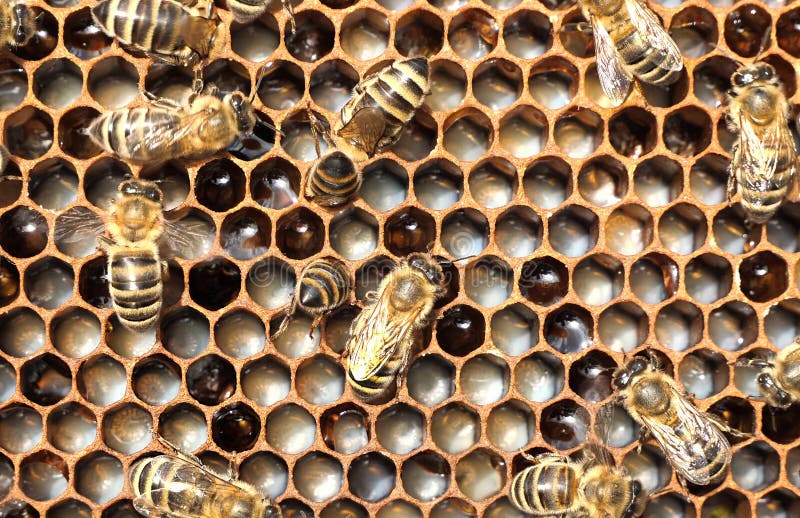 Life and Reproduction of Bees. Eggs and Larvae in Combs Stock Image ...