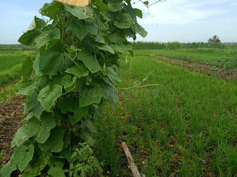 Life in the rice fields stock image. Image of produce - 207394011