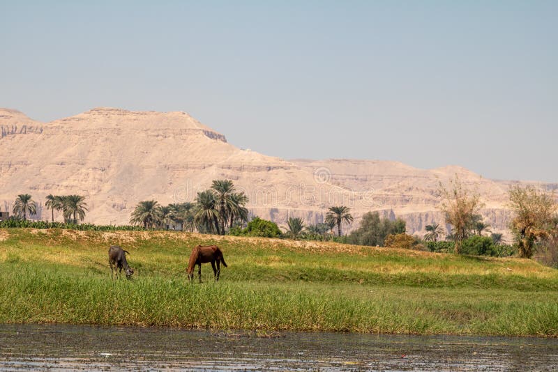 Life on the River Nile stock photo. Image of horse, ancient - 158877068