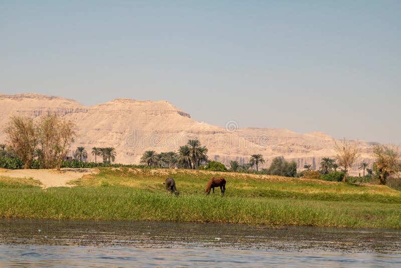 Life on the River Nile stock photo. Image of simbel - 158877206