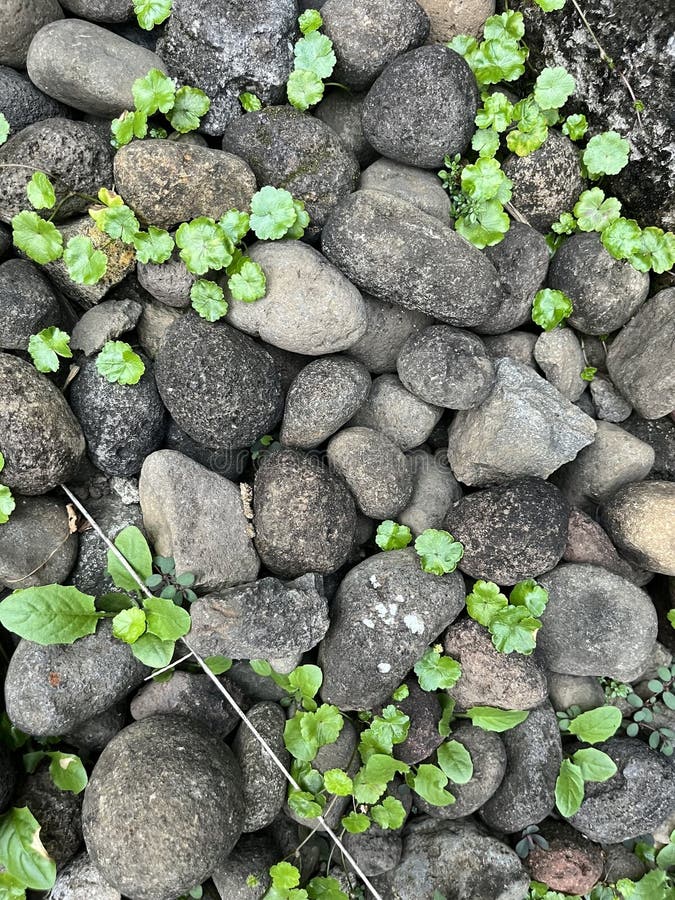 Life between the rocks stock photo. Image of green, stonewall - 286768260