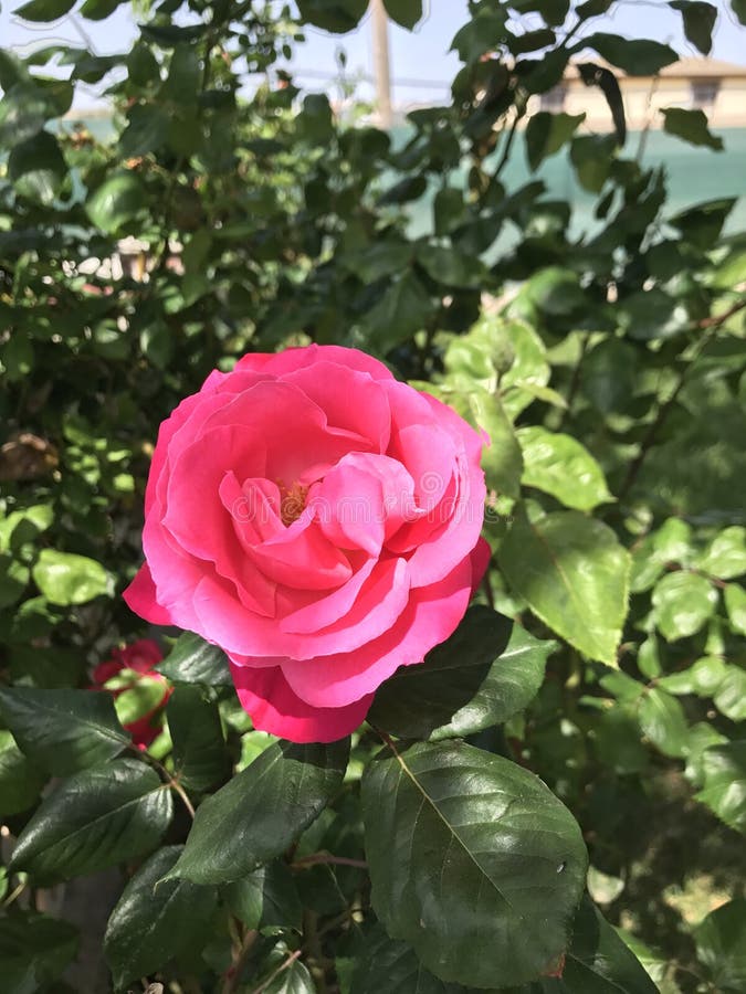 Life in rose stock image. Image of life, rose, pequeaplusmn - 96204709