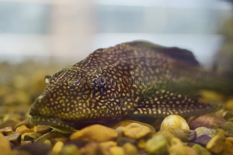 Catfish is hiding stock image. Image of silt, sand, catfish - 141852781