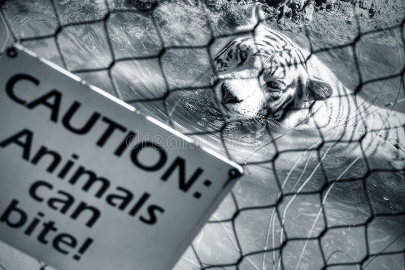 Life Sentence stock image. Image of prison, exotic, endangered - 16082869