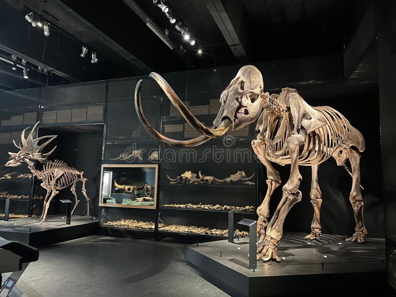 Life Size Skeleton of Mammoth in Museum Editorial Image - Image of life ...