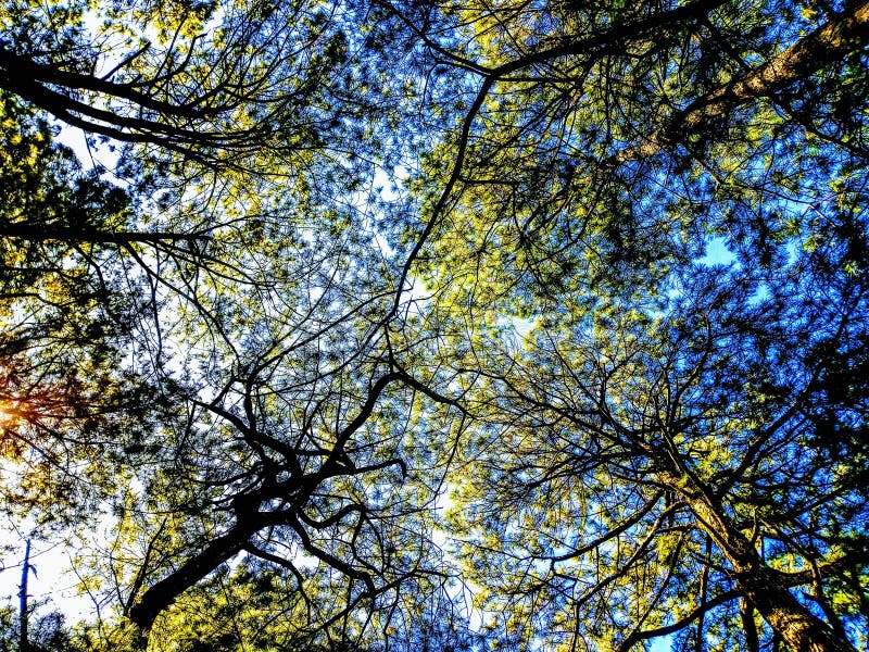 Life.Sky blue trees shade stock image. Image of trees - 173002043