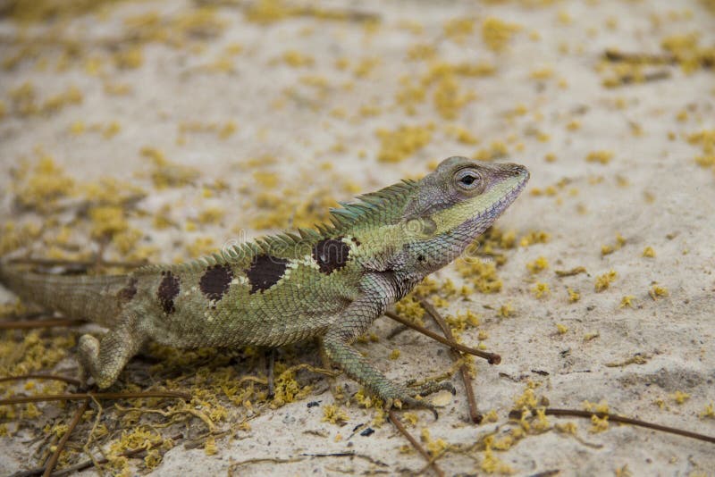 Small dragon stock image. Image of domestic, brown, dragon - 29853299