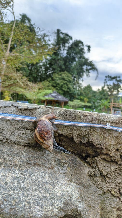 Life Snail on Spider Net Nature Stock Image - Image of life, snail ...
