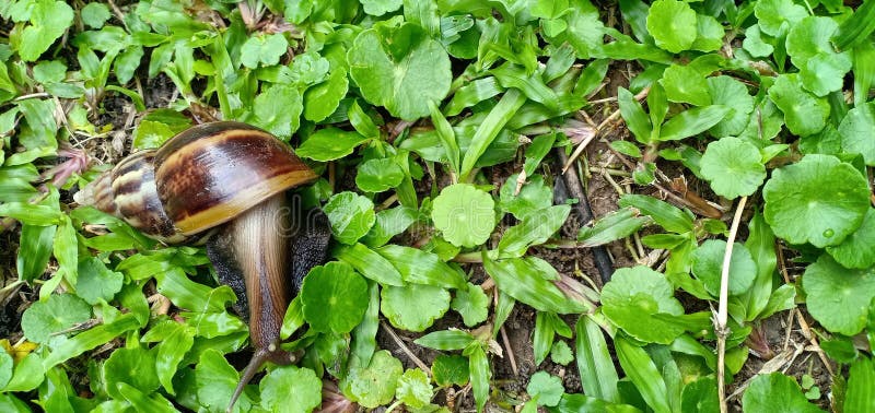 Life of Snail with Walking in Nature Stock Image - Image of woodland ...