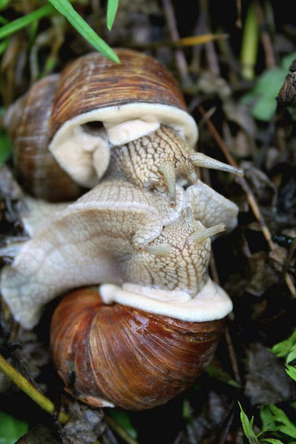 Snail dance stock photo. Image of mating, garden, life - 657752