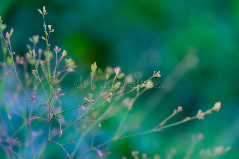 New Life in Spring stock image. Image of growth, beginnings - 24683125