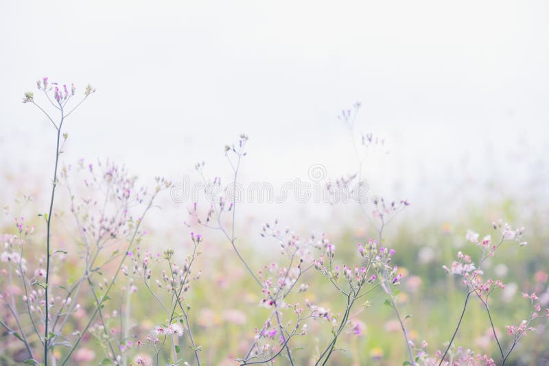 New Life in Spring stock image. Image of growth, beginnings - 24683125
