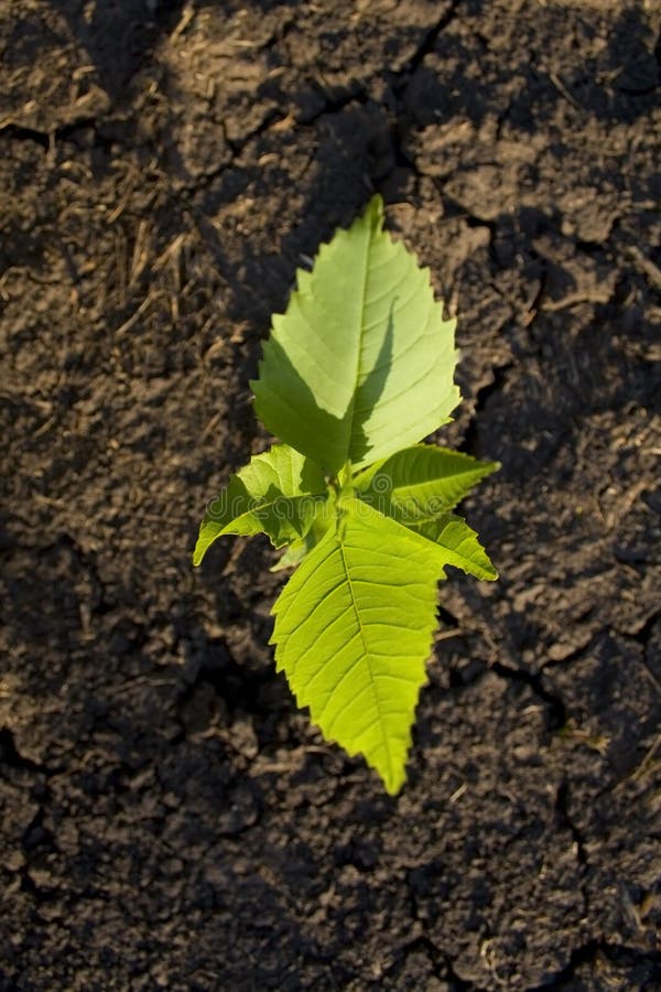 Life sprout stock photo. Image of young, life, plant, beginnings - 2647074