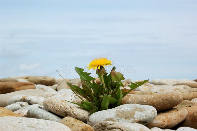 Life Among Stones Picture. Image: 795562