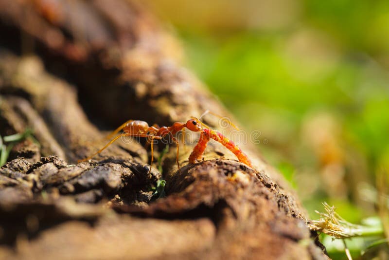 Life is a struggle stock image. Image of damage, detail - 65769281