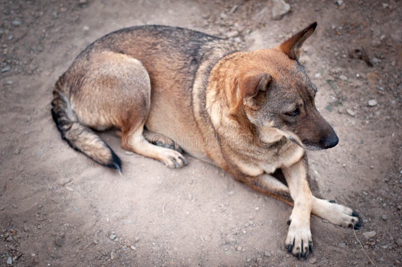 Life Style Dog Model Simple Life Animal Stock Image - Image of style ...