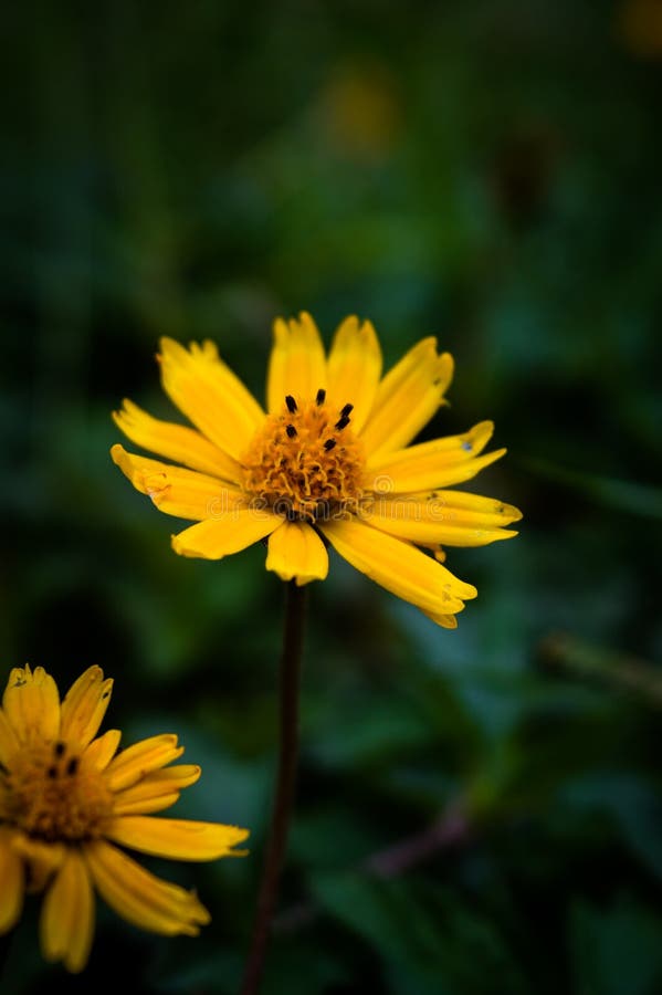 Life is sublime details stock photo. Image of petal - 262228252