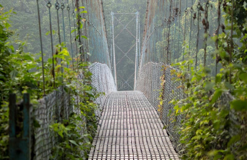 A Life through Suspension Bridge. Stock Photo - Image of trail, tree ...